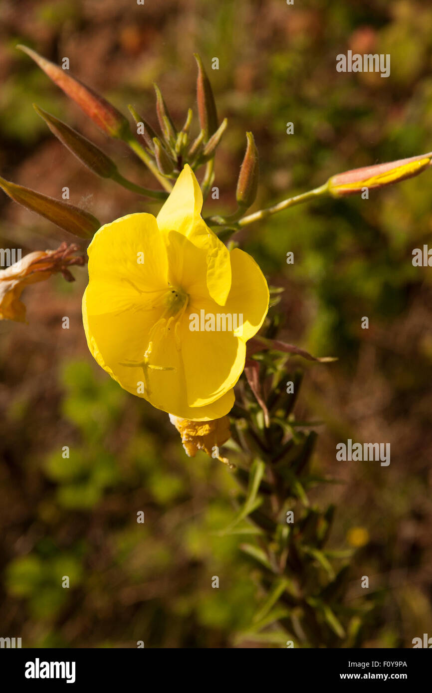 Common evening primrose hi-res stock photography and images - Alamy