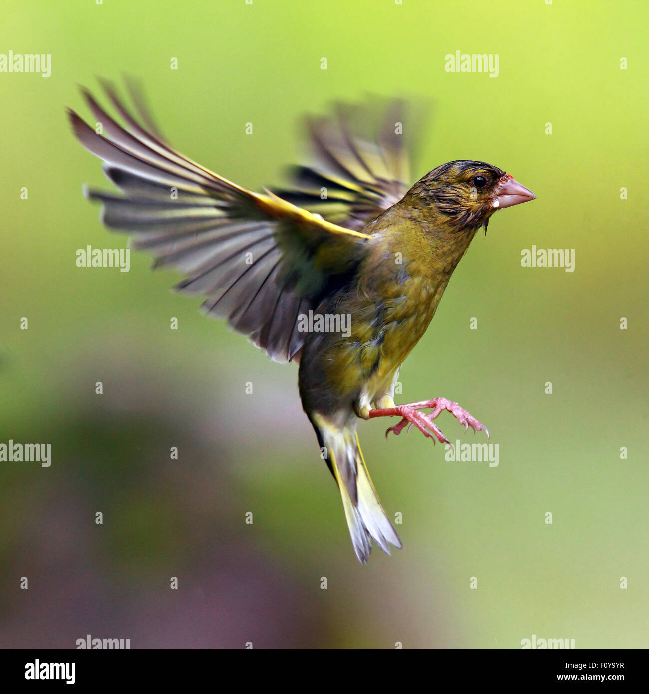A lovely European Greenfinch, also known simply as Greenfinch, in ...