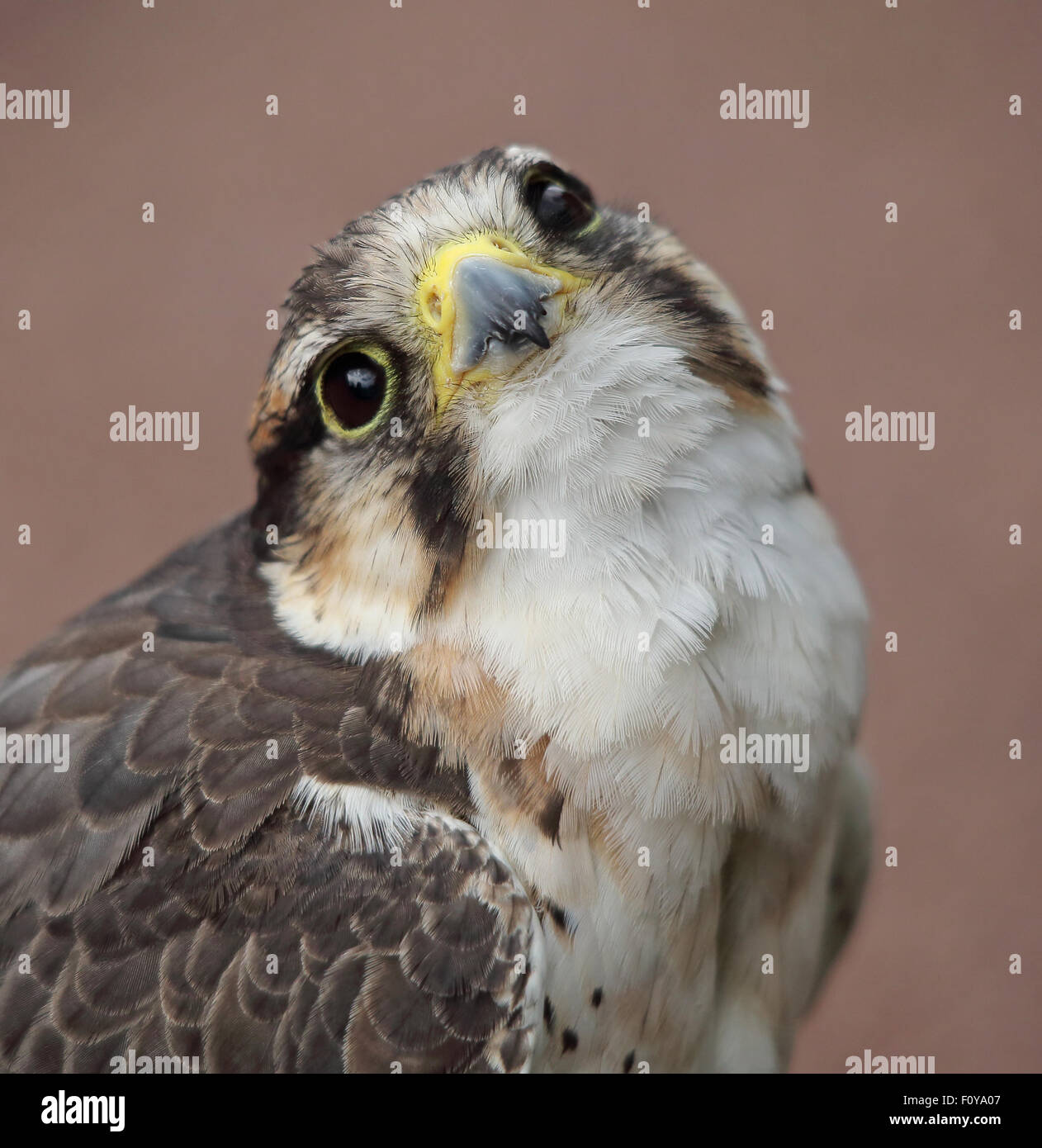 A lovely close-up, head-shot, of a Lanner Falcon Stock Photo - Alamy