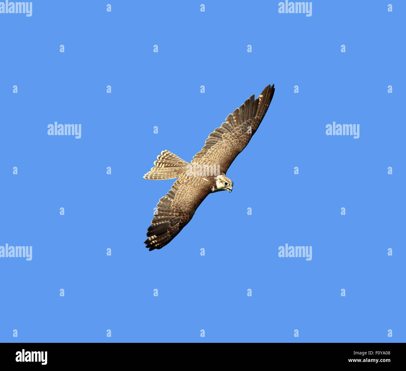 A lovely Saker Falcon in flight against the blue sky Stock Photo - Alamy