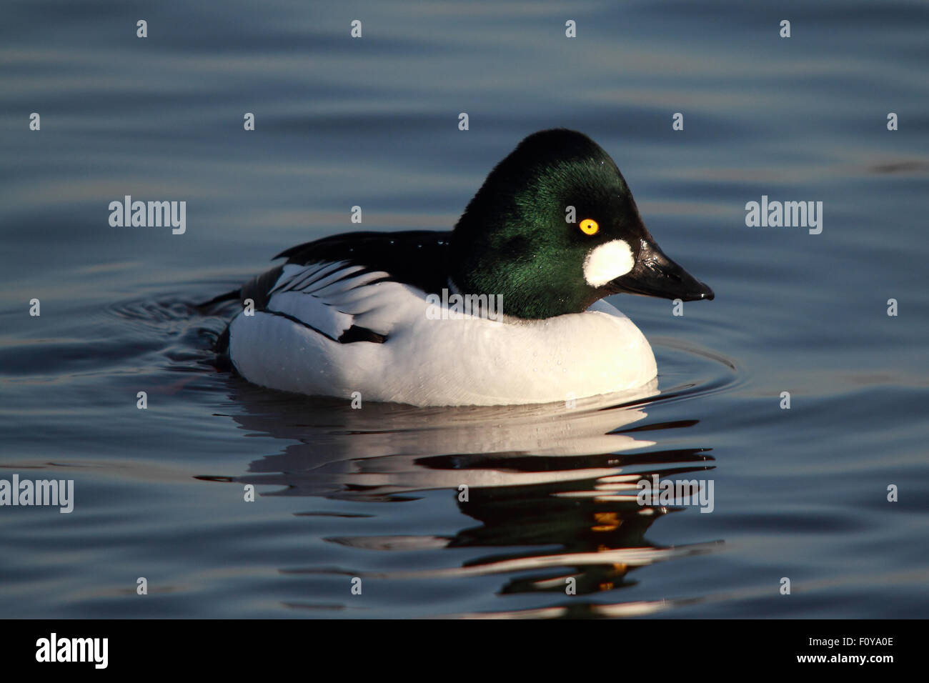 A lovely, close-up, of a Common Goldeneye, also known simply as ...