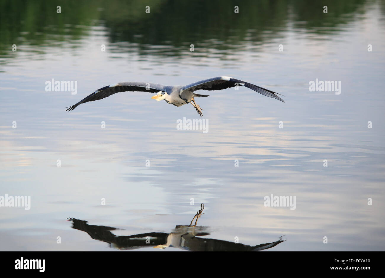 A lovely Grey Heron in flight with its reflection in the calm water ...