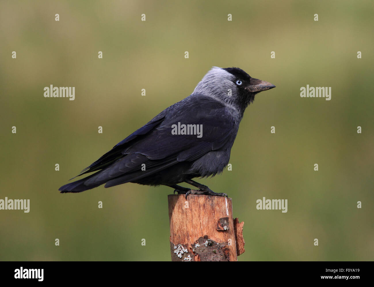 A lovely Eurasian Jackdaw, also known as Western Jackdaw or simply ...