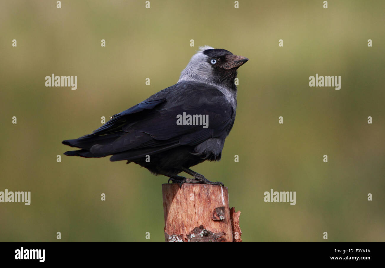 A lovely Eurasian Jackdaw, also known as Western Jackdaw or simply ...