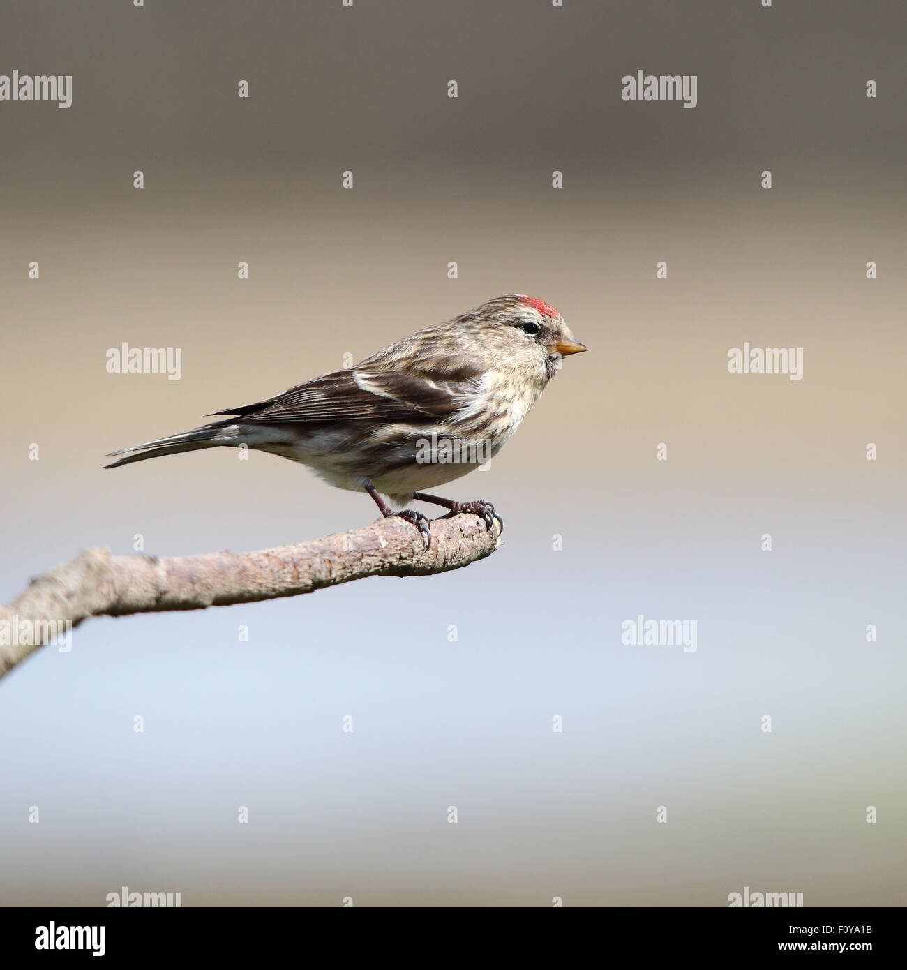 Scottish bird photograph hi-res stock photography and images - Alamy