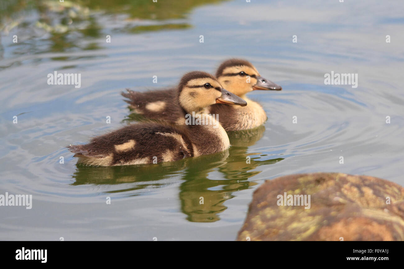 A couple of beautiful, juvenile, Mallards swimming in calm water Stock ...