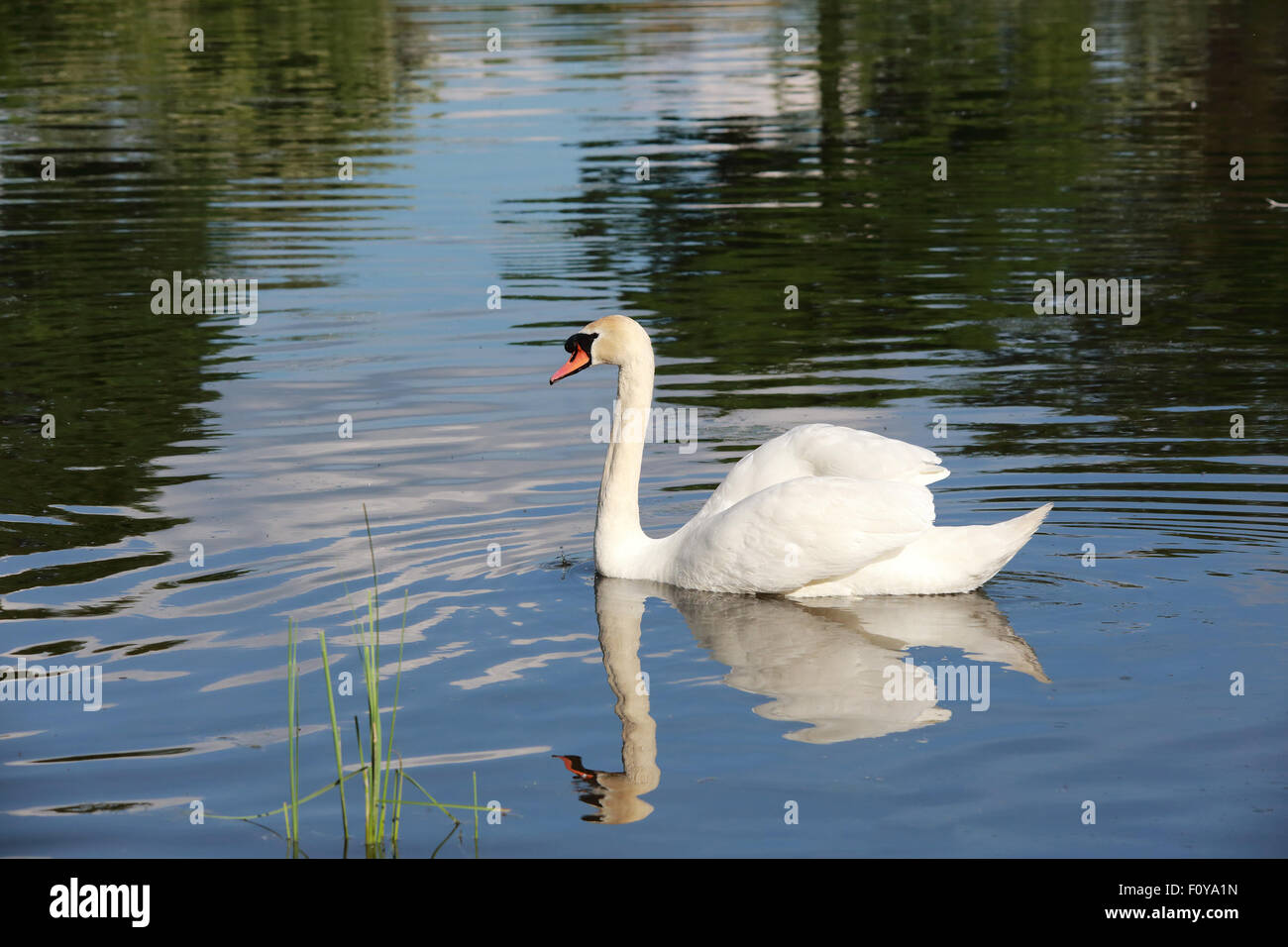 A lovely Mute Swan in calm water with its reflection Stock Photo - Alamy