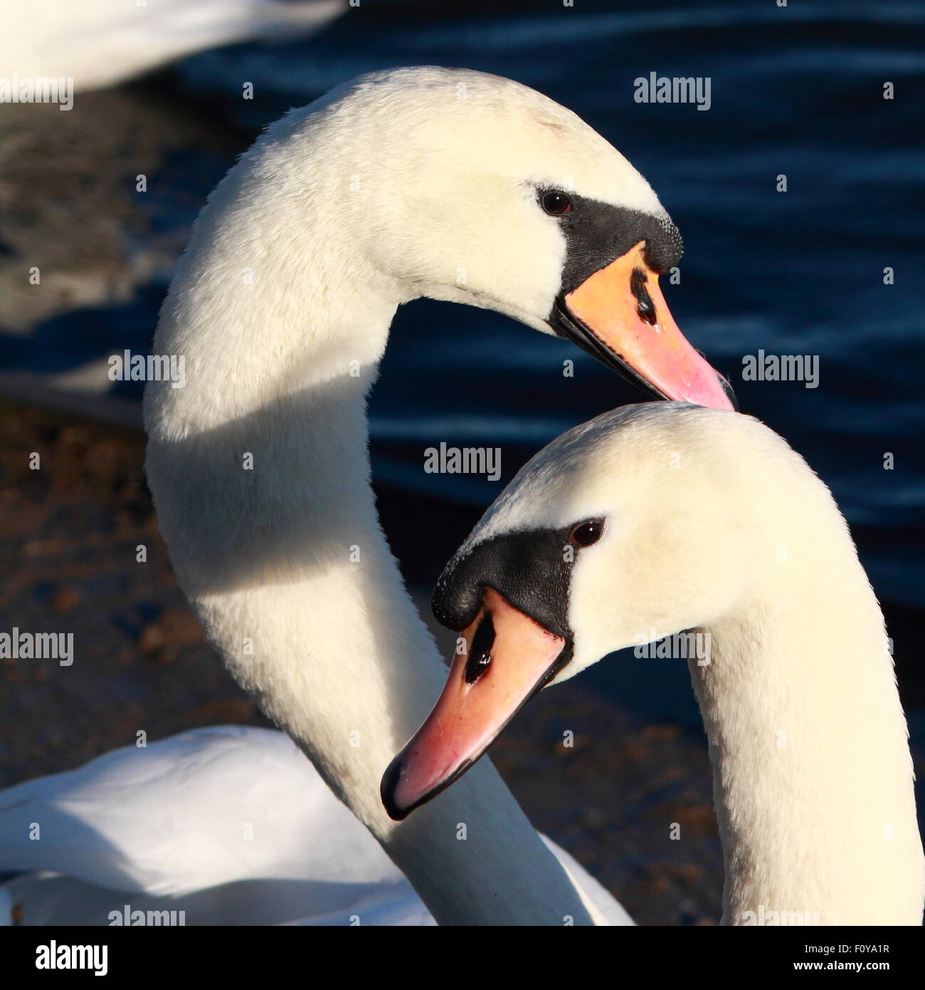 Cuddling swan couple hi-res stock photography and images - Alamy