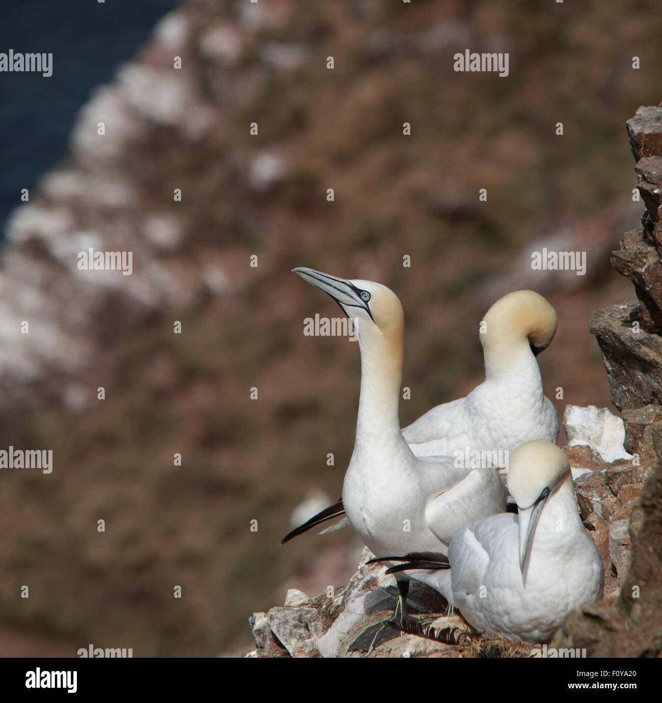 Northern gannet feather in hi-res stock photography and images - Alamy