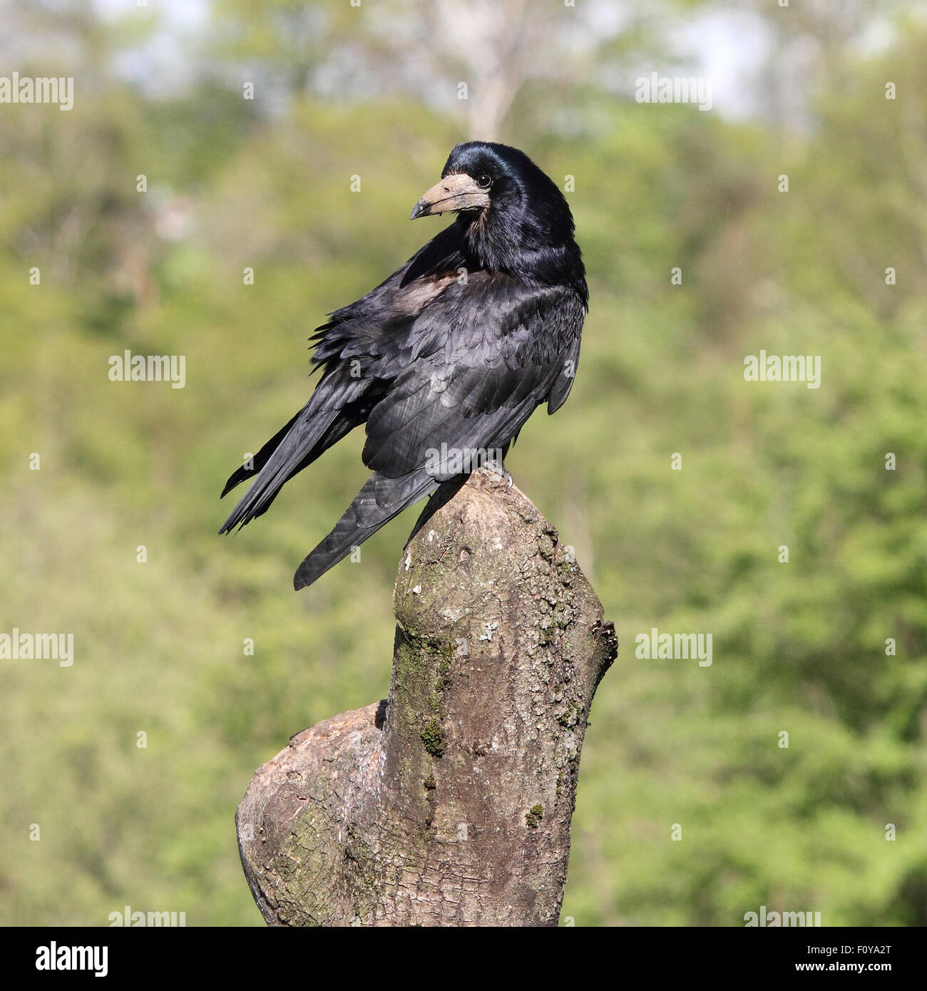 A beautiful Rook perched, looking over its shoulder Stock Photo - Alamy