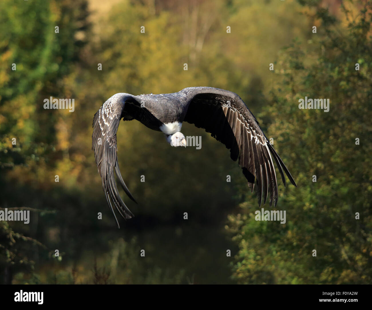 Ruppells (Rüppell’s) Griffon Vulture in flight Stock Photo - Alamy