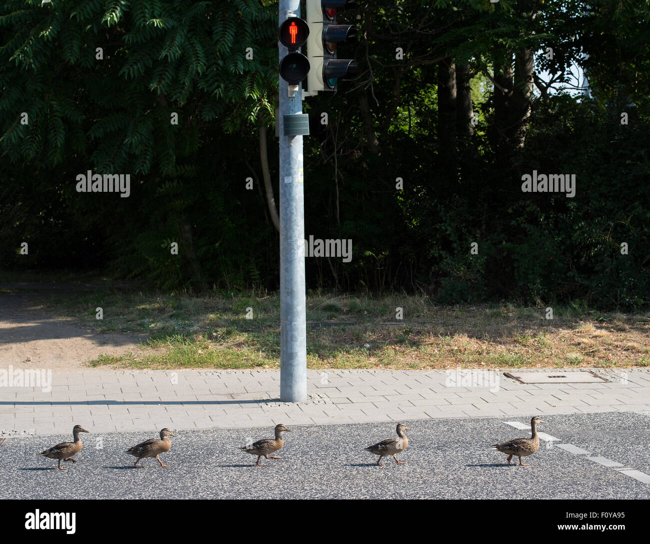 Eisenhuettenstadt, Germany. 23rd Aug, 2015. Five wild ducks waddle ...