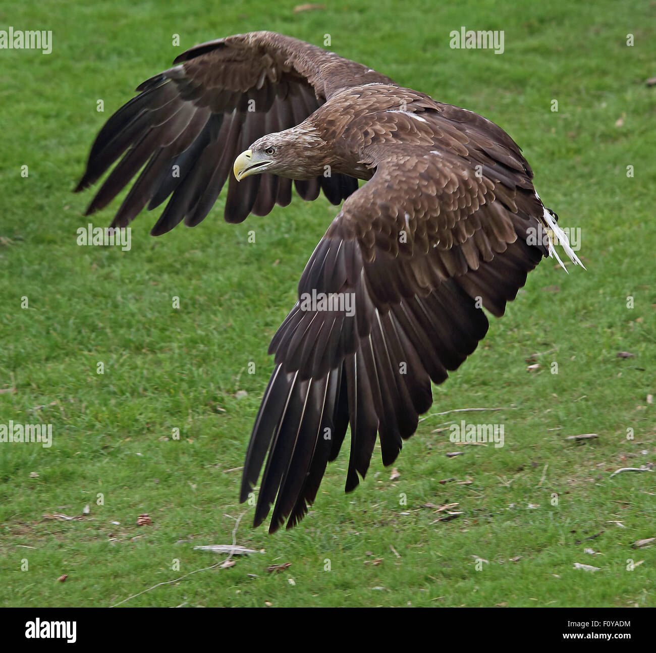 A beautiful White-tailed Sea Eagle in flight against green grass Stock ...