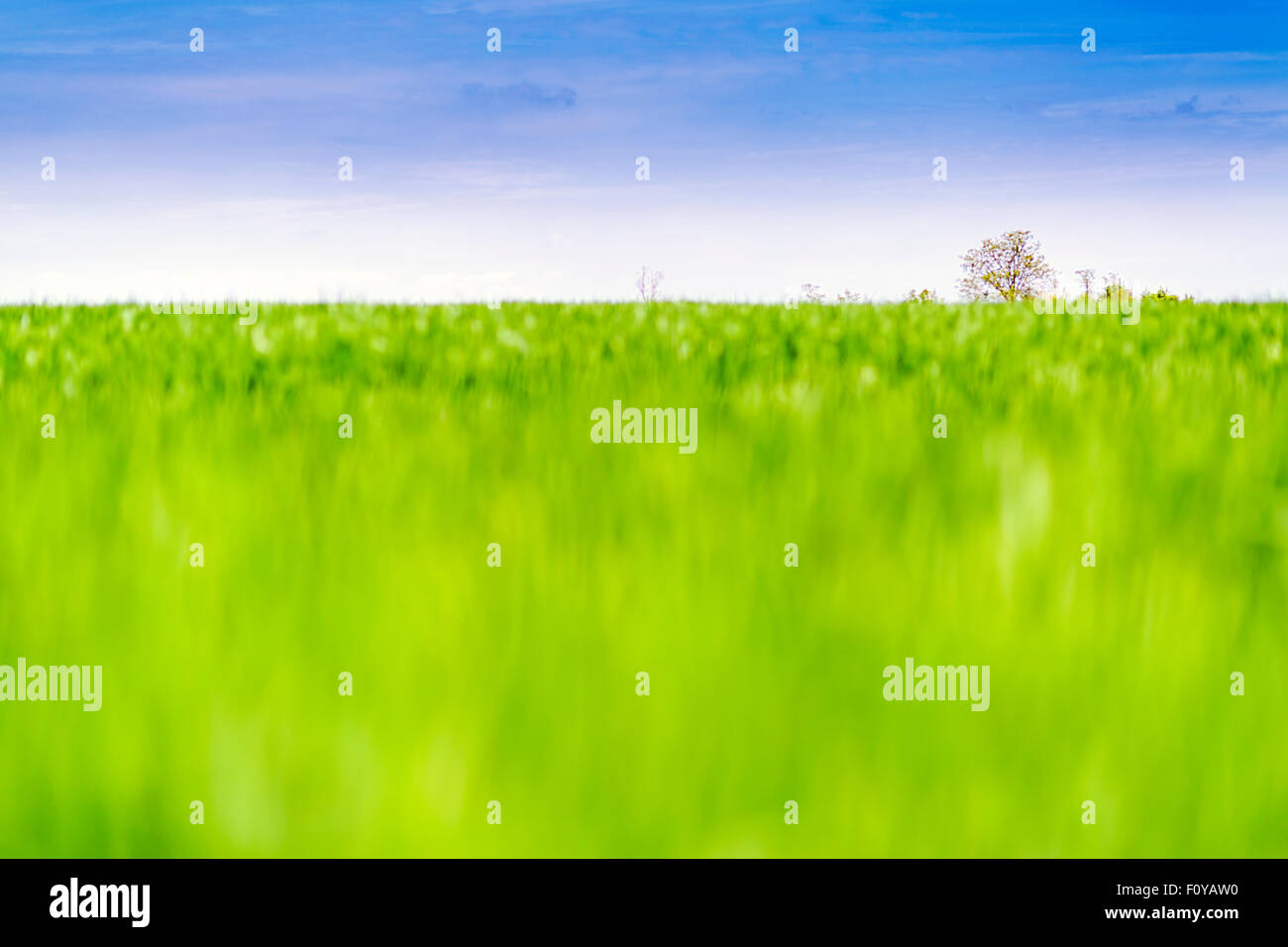 Beautiful field and nature Stock Photo - Alamy