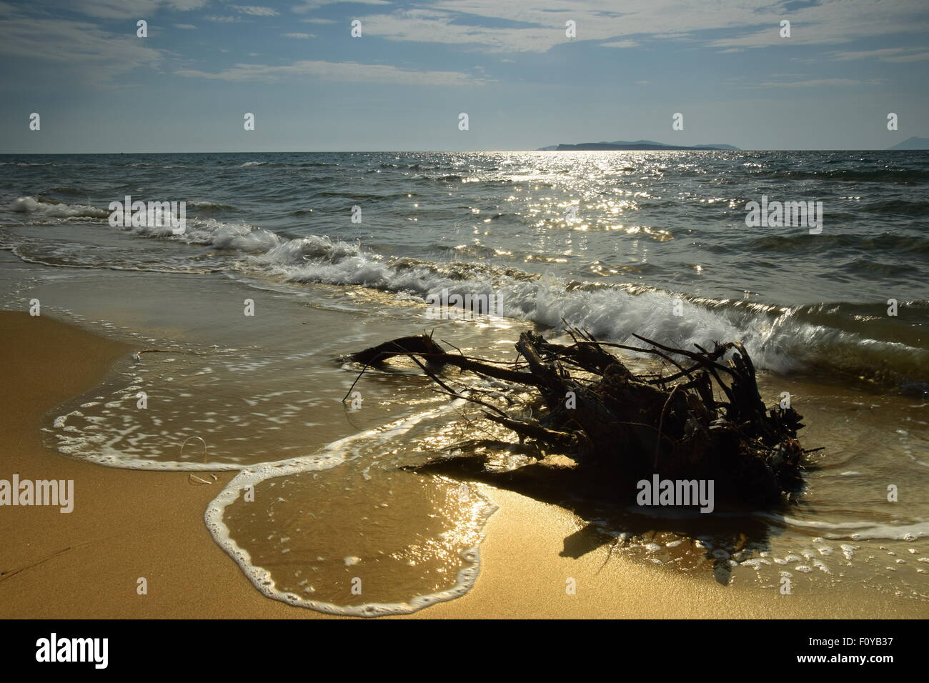 Driftwood on the Beach at sunset, the waves running up the beach ...