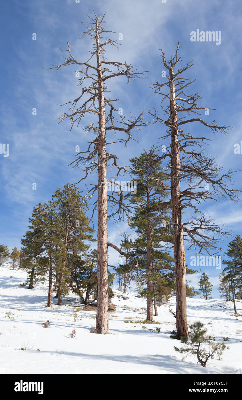 Two dead trees resulting from one lightening strike which has left a ...