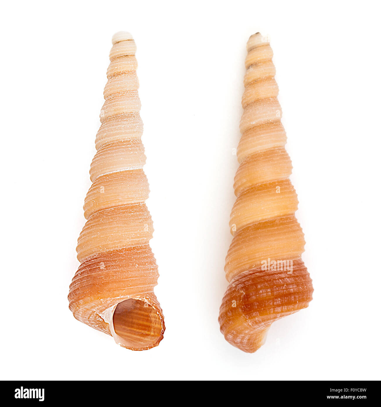 Turritella communis hi-res stock photography and images - Alamy