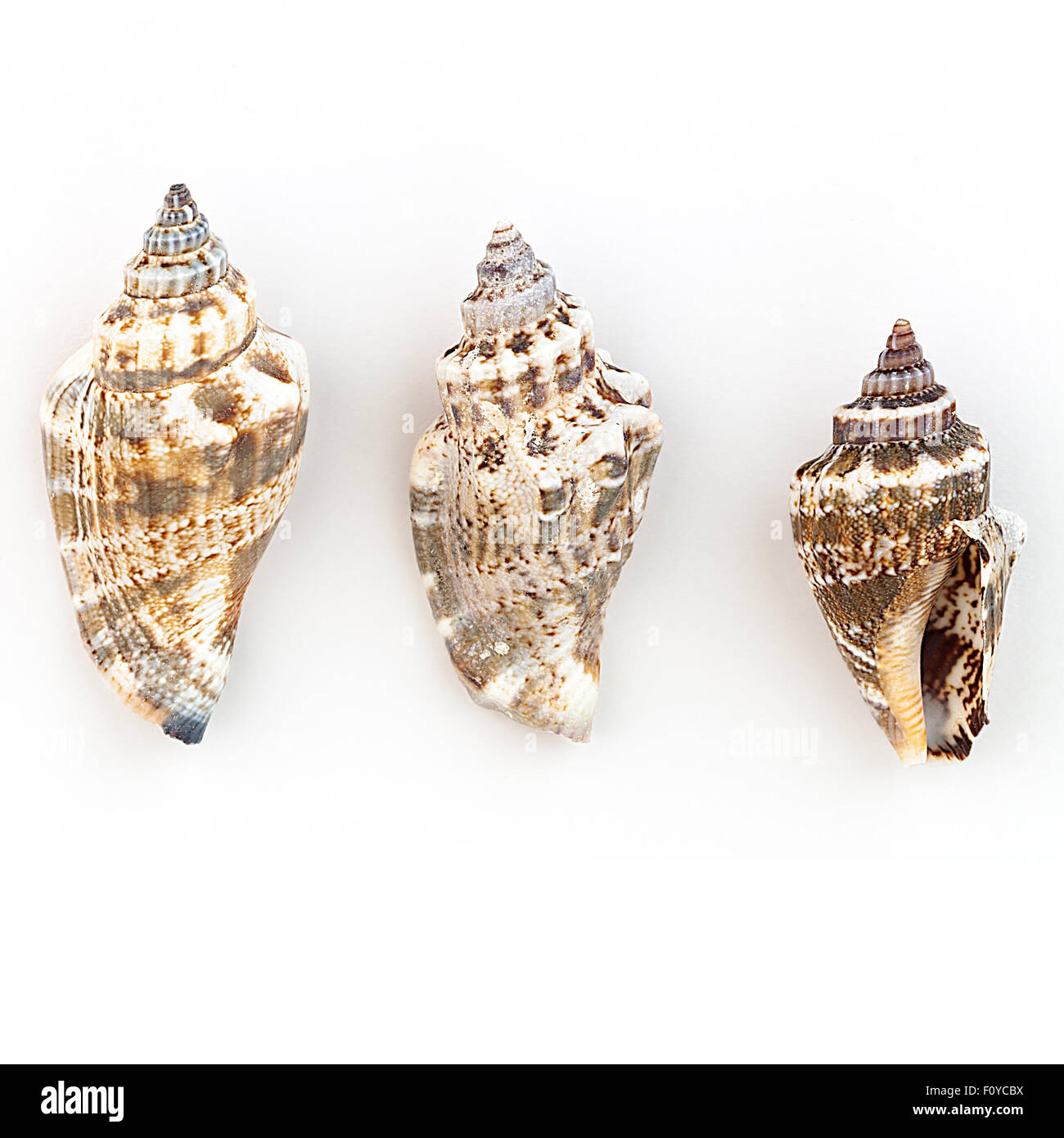 Strombus hi-res stock photography and images - Alamy