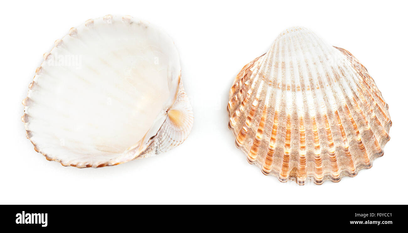Rough Shell High Resolution Stock Photography and Images - Alamy