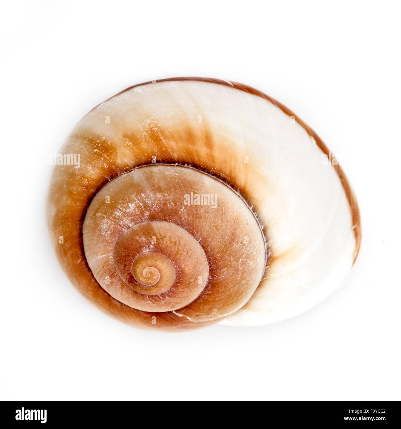 Giant Pink Sea Snail