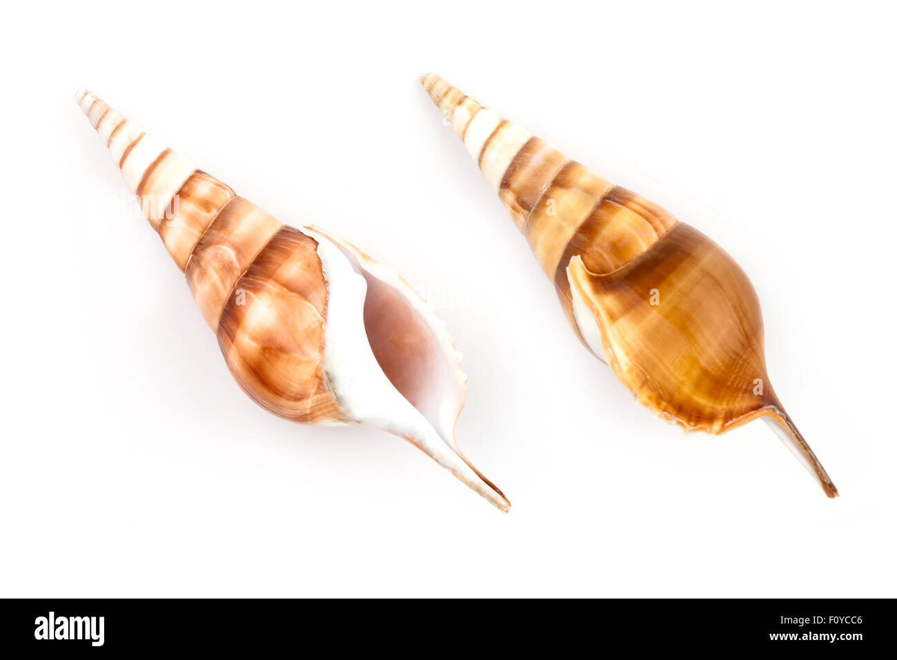 White tibia shell hi-res stock photography and images - Alamy