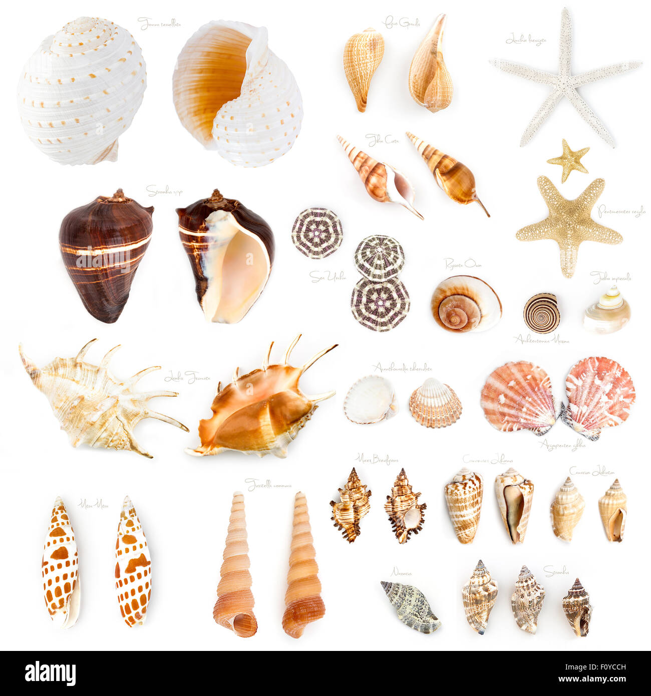 Seashore collection hi-res stock photography and images - Alamy