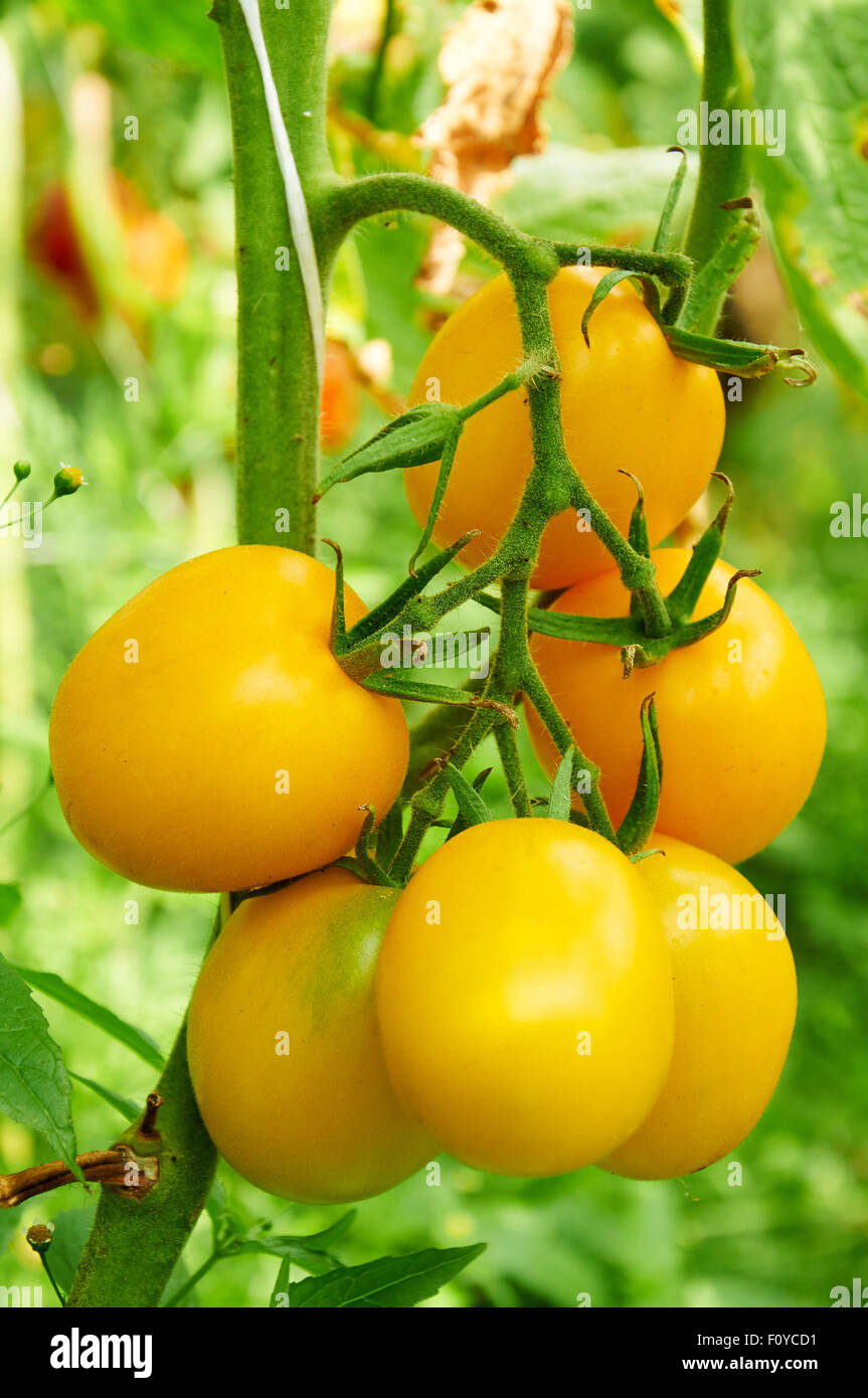 Growing branch of yellow tomato on vegetable garden Stock Photo - Alamy