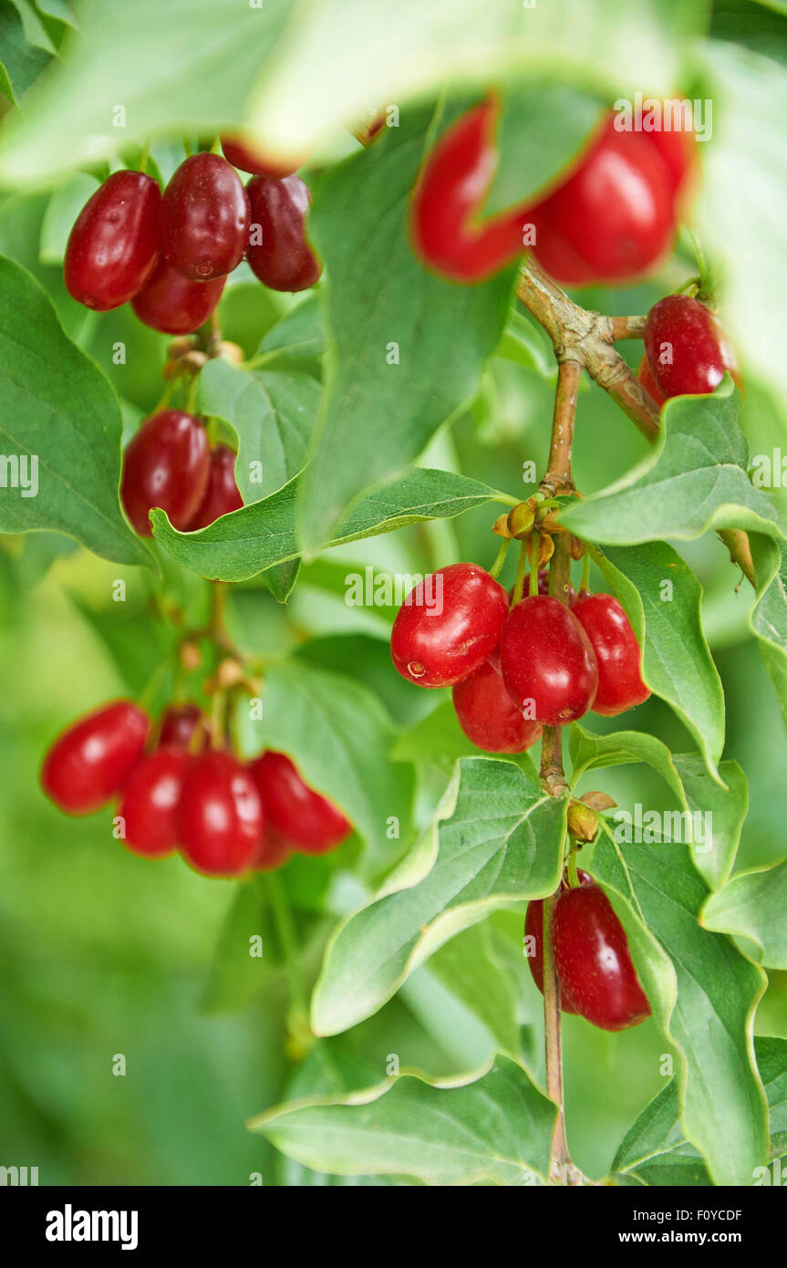 Bright red berries of cornel or dogwood on the branch Stock Photo - Alamy