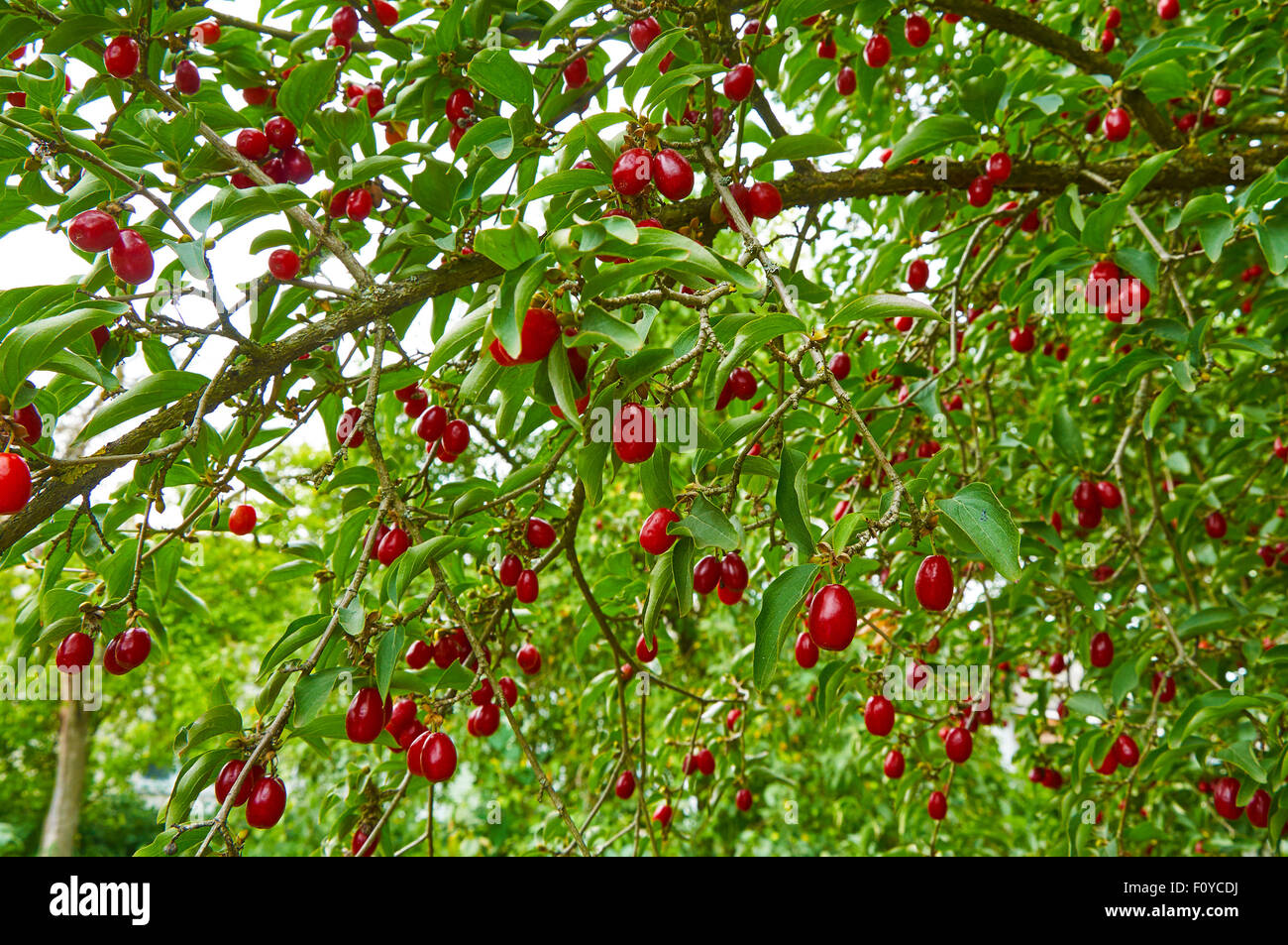 Cornel tree hi-res stock photography and images - Alamy