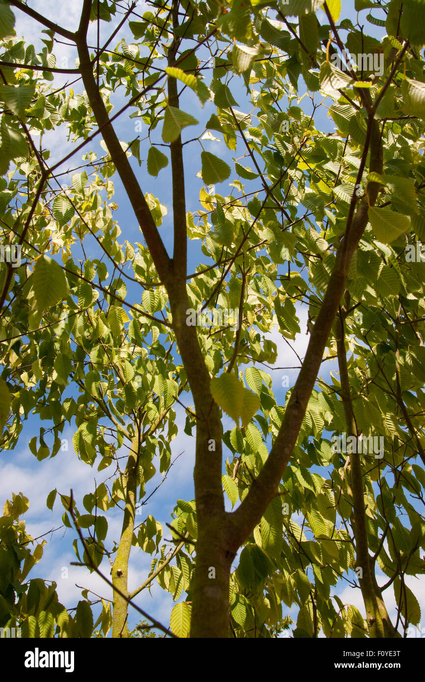 Carpinifolium hi-res stock photography and images - Alamy