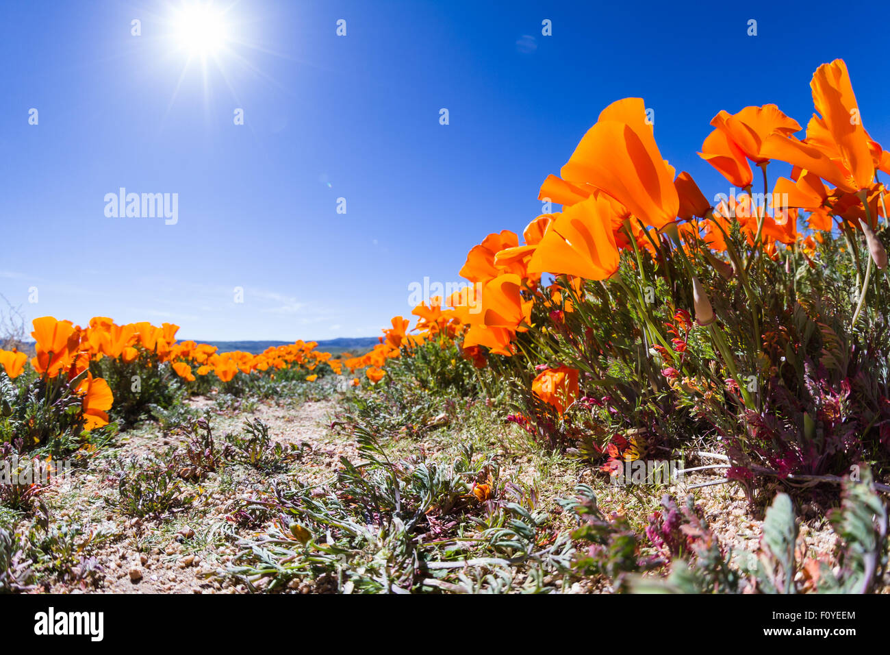 Springtime in California, thousands of flowers blooming on the hills of ...
