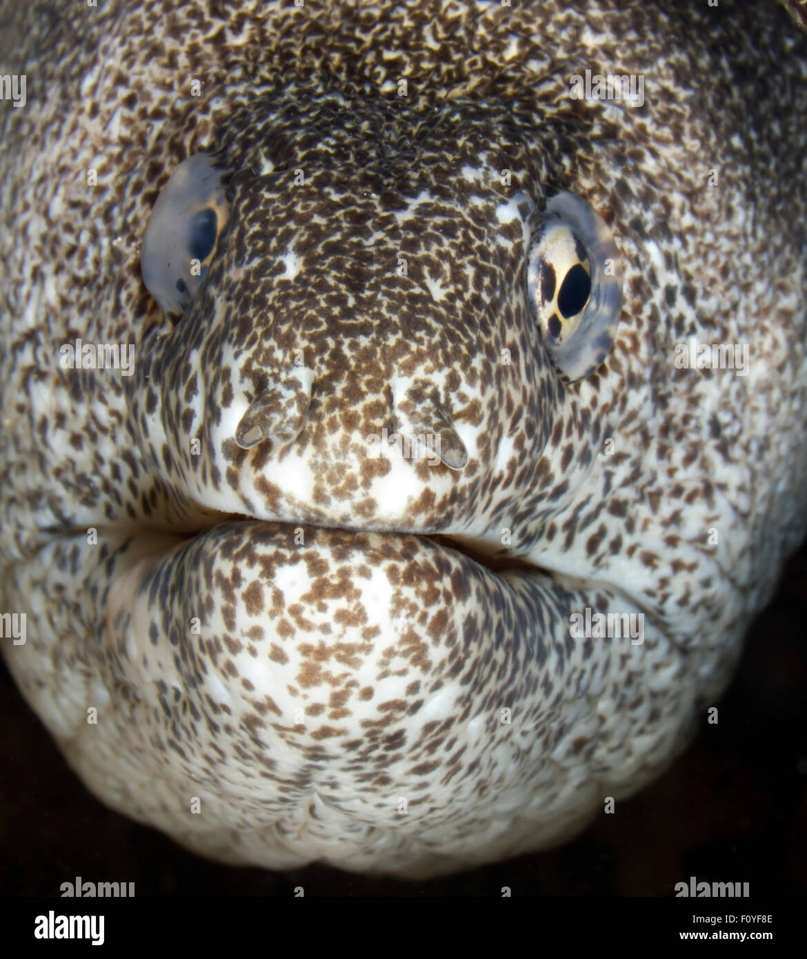 CLOSE-UP FACE VIEW OF MORAY EEL Stock Photo - Alamy