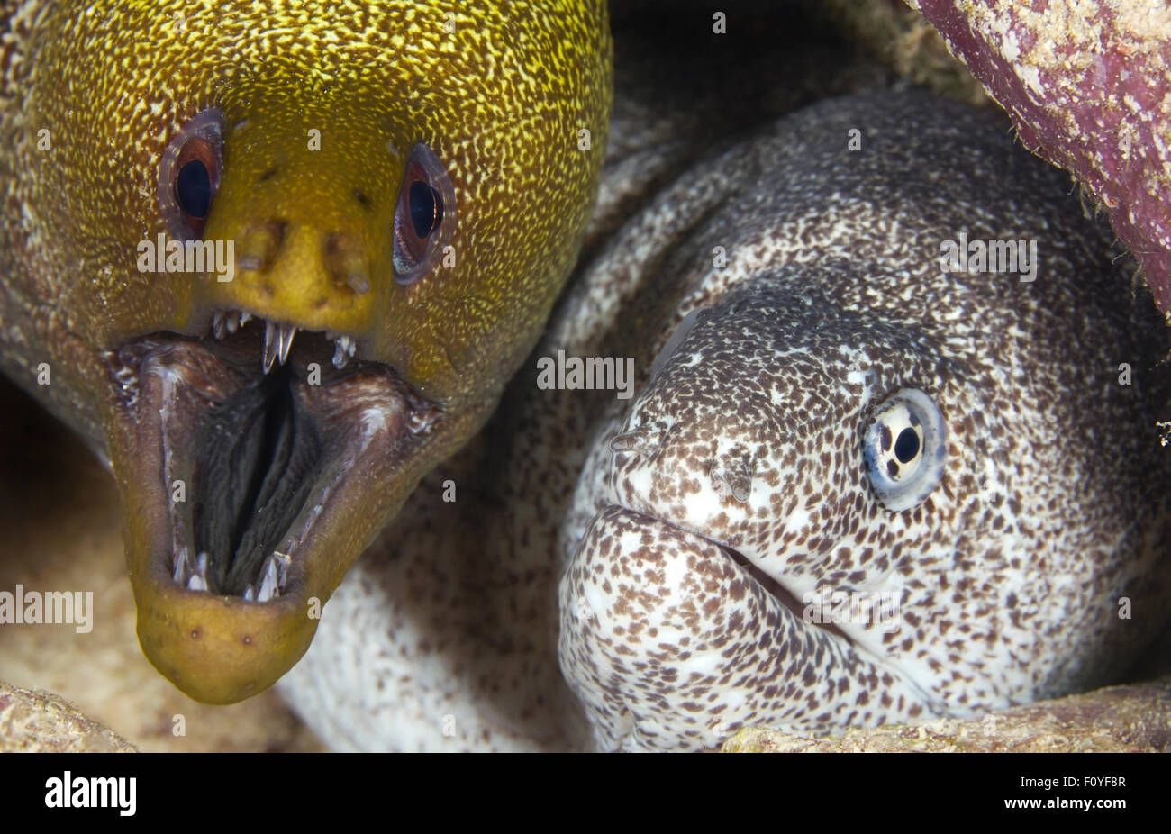 CLOSE-UP FACE VIEW OF MORAYS EELS COUPLE Stock Photo - Alamy