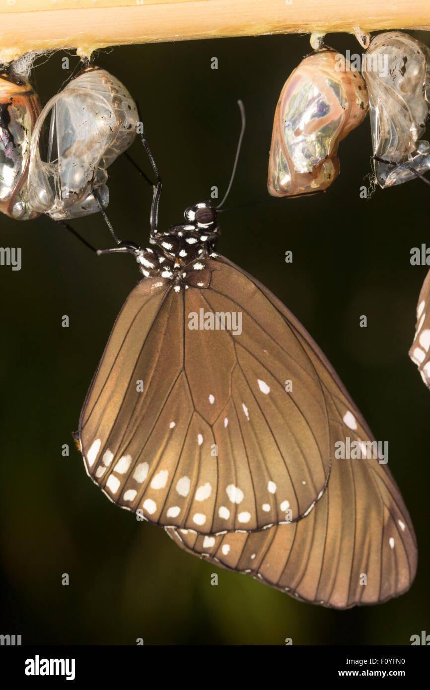 Euploea crow hi-res stock photography and images - Alamy
