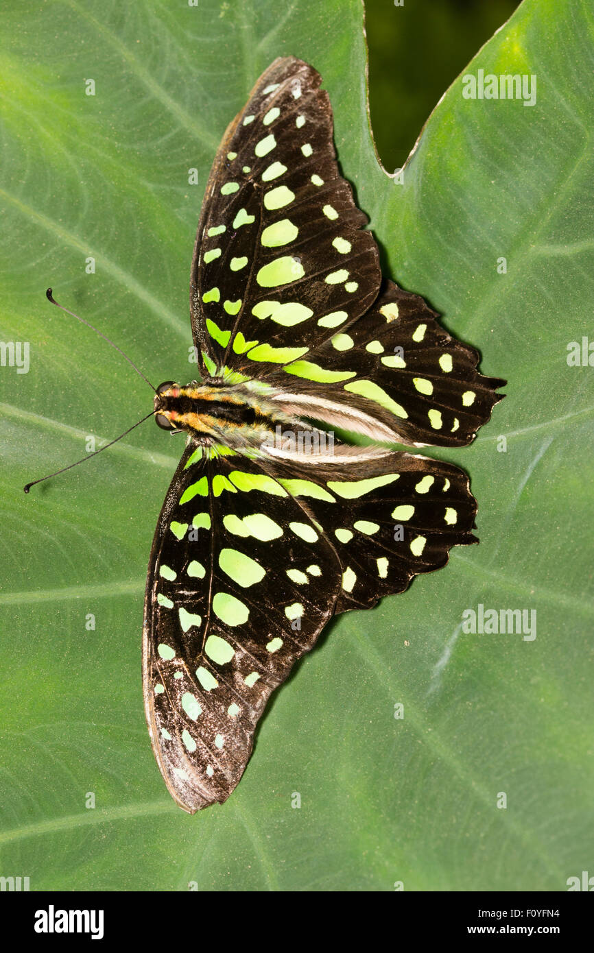 Tailed jay butterfly, Graphium agamemnon, an Australasian tropical ...