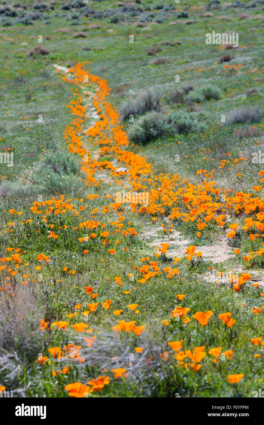 Early spring flowers blooming along the walking trail of the Antelope ...