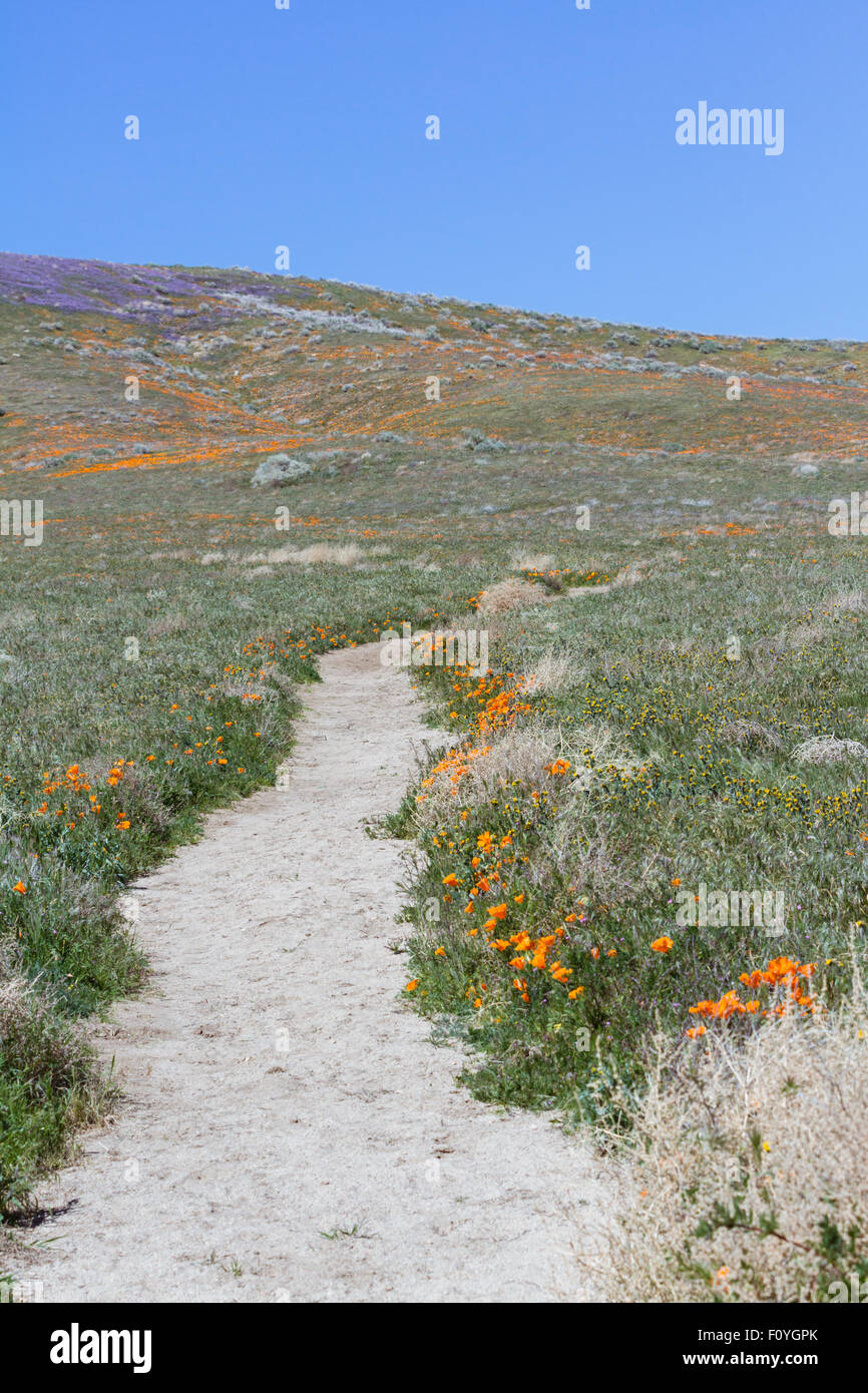 Early spring flowers blooming along the walking trail of the Antelope ...