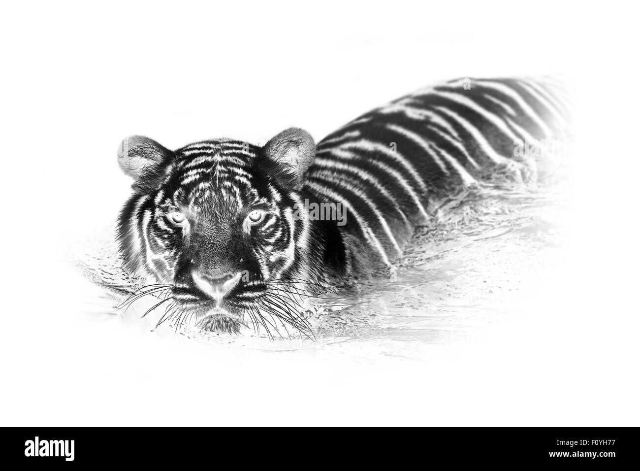 Black and white portrait of White tiger. Invert image on white ...