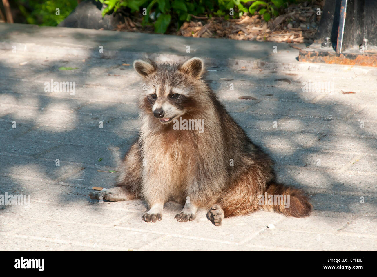 Sitting Raccoon - Montreal - Canada Stock Photo - Alamy