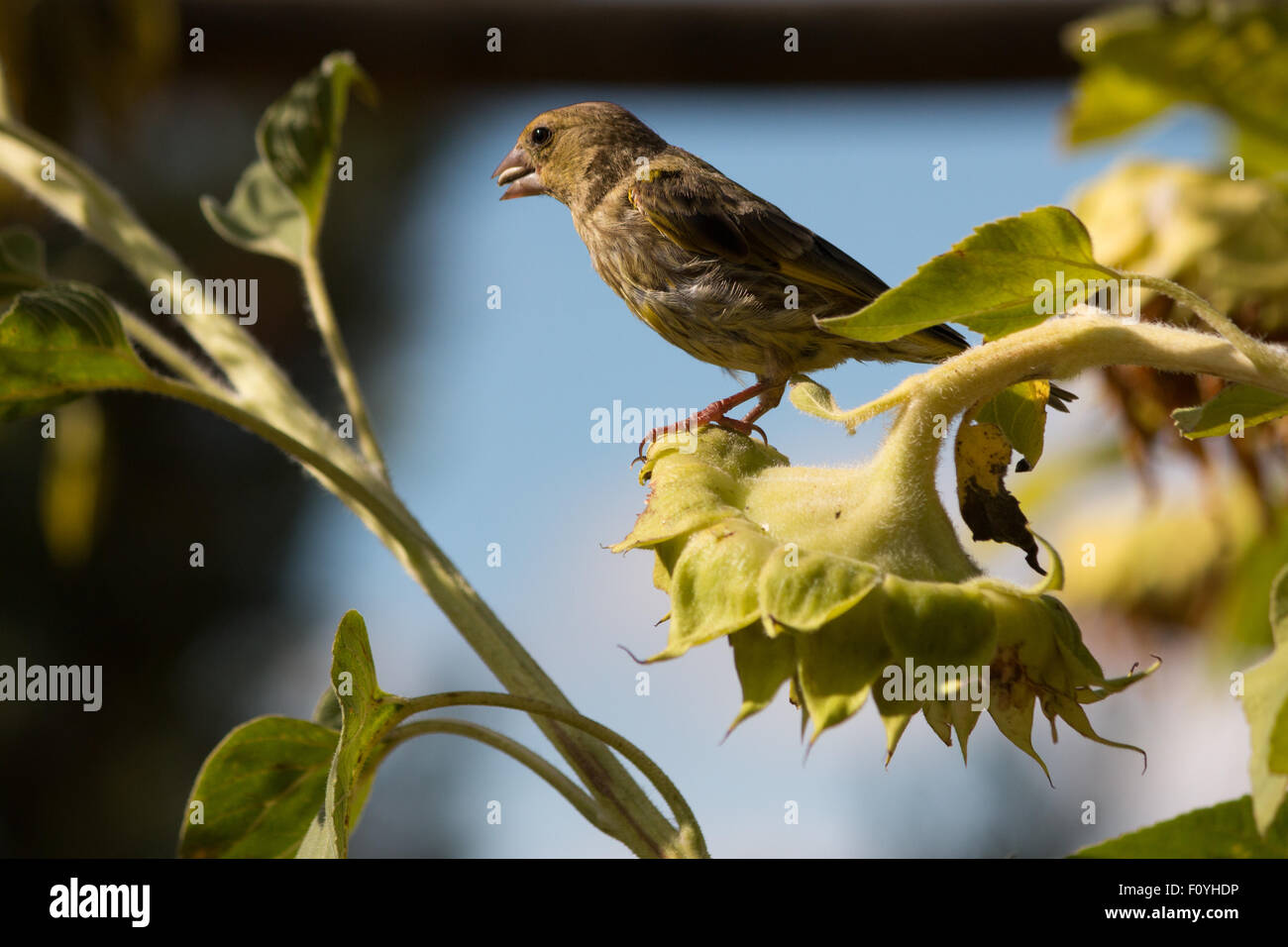 Greenfinch on sunflower feeding on its seeds Stock Photo - Alamy