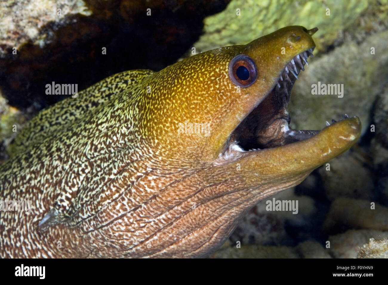 CLOSE-UP VIEWW OF MORAY EEL MOUTH OPEN Stock Photo - Alamy
