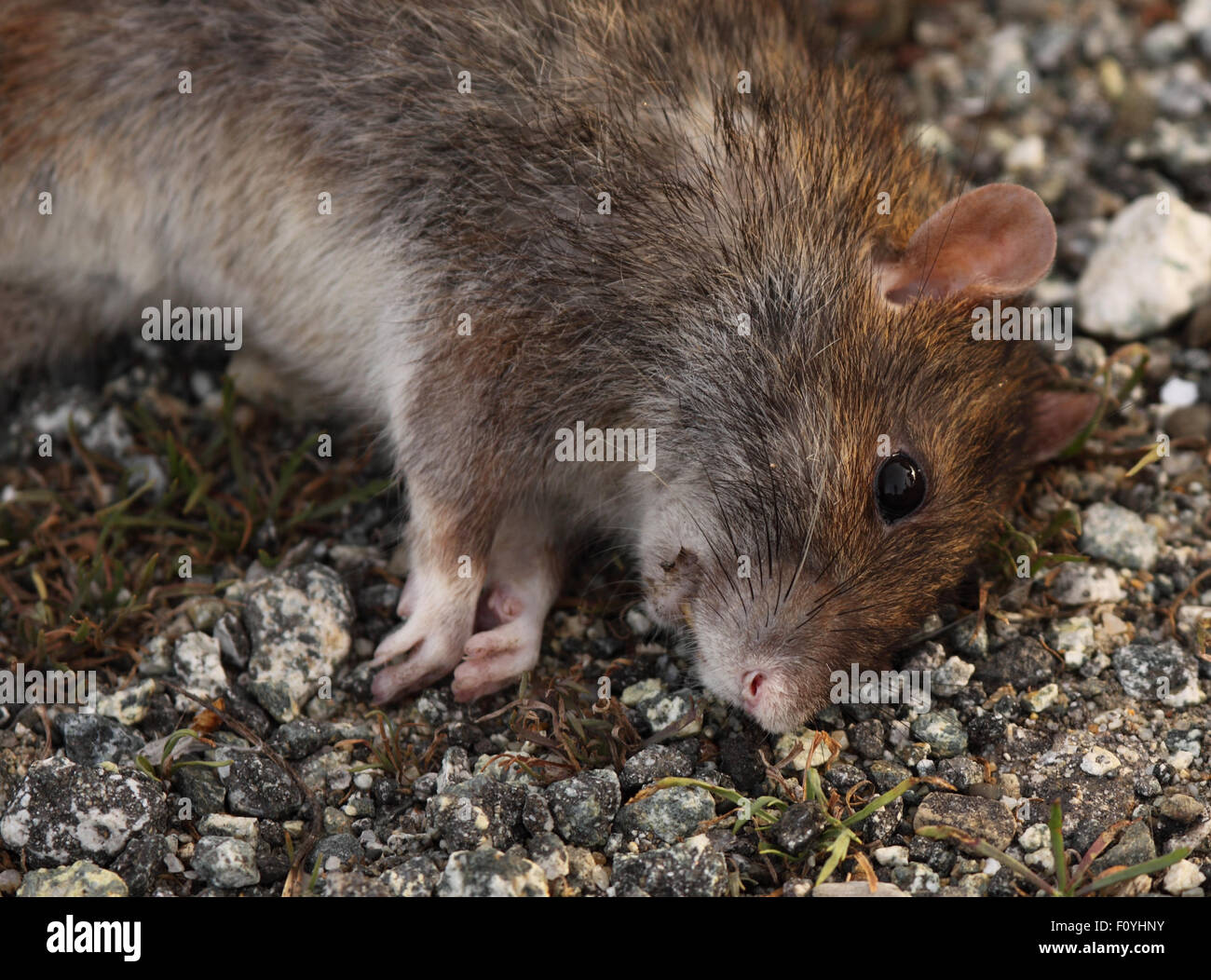 Woodrat hi-res stock photography and images - Alamy