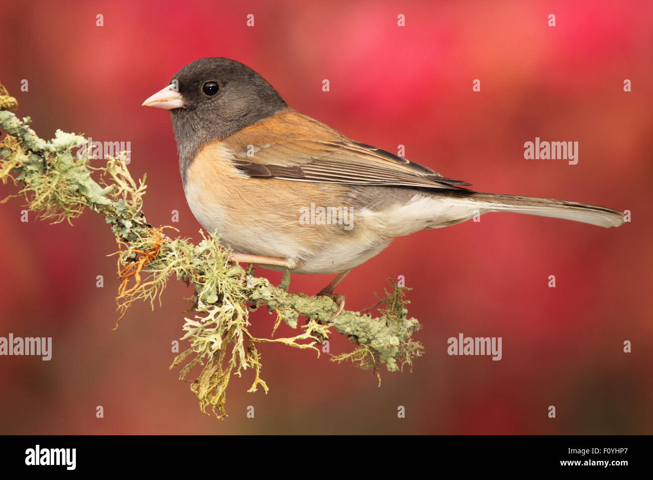 A Junco perched against pink background Stock Photo - Alamy