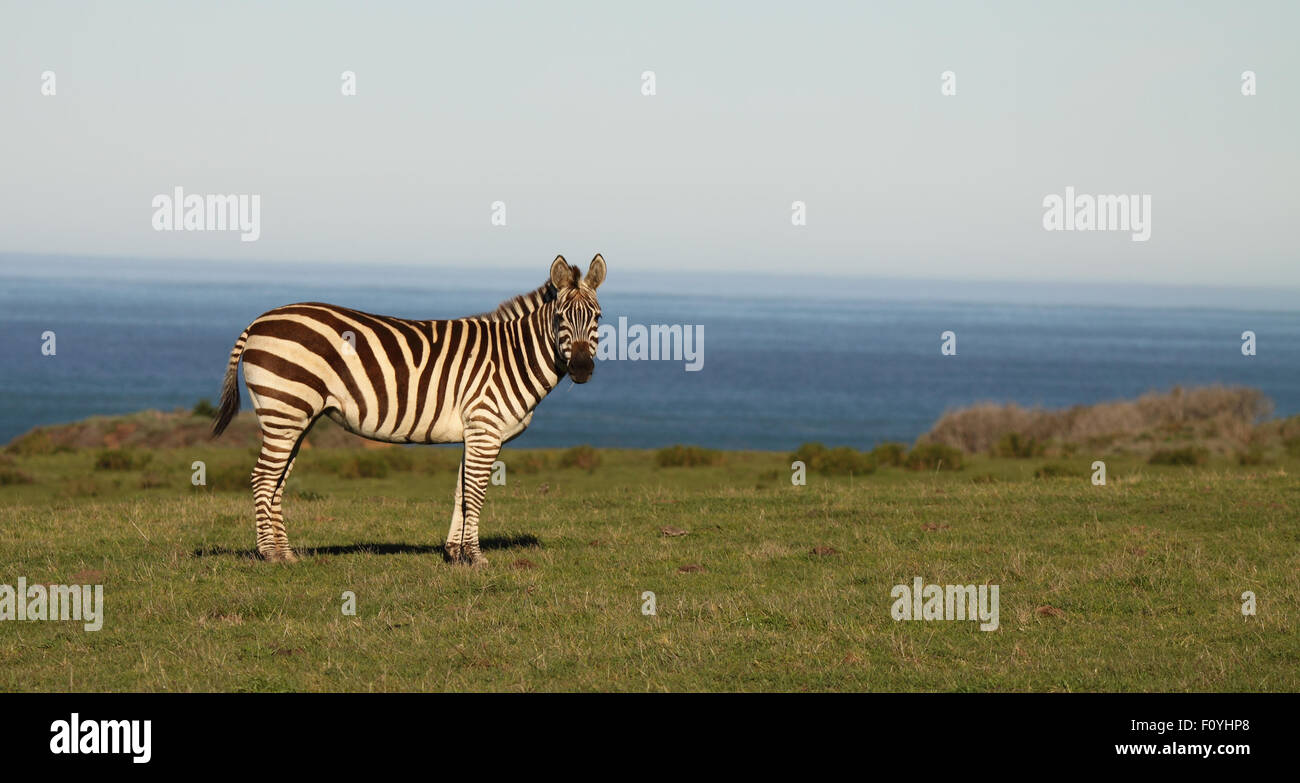 A Zebra feeding with an ocean view Stock Photo - Alamy