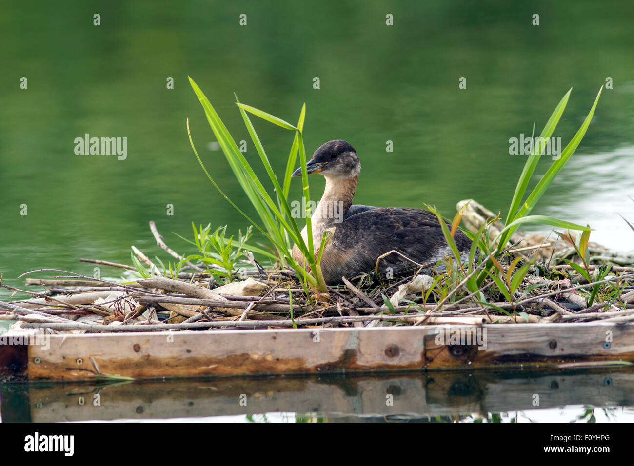 A Female red necked Grebe nesting Stock Photo - Alamy
