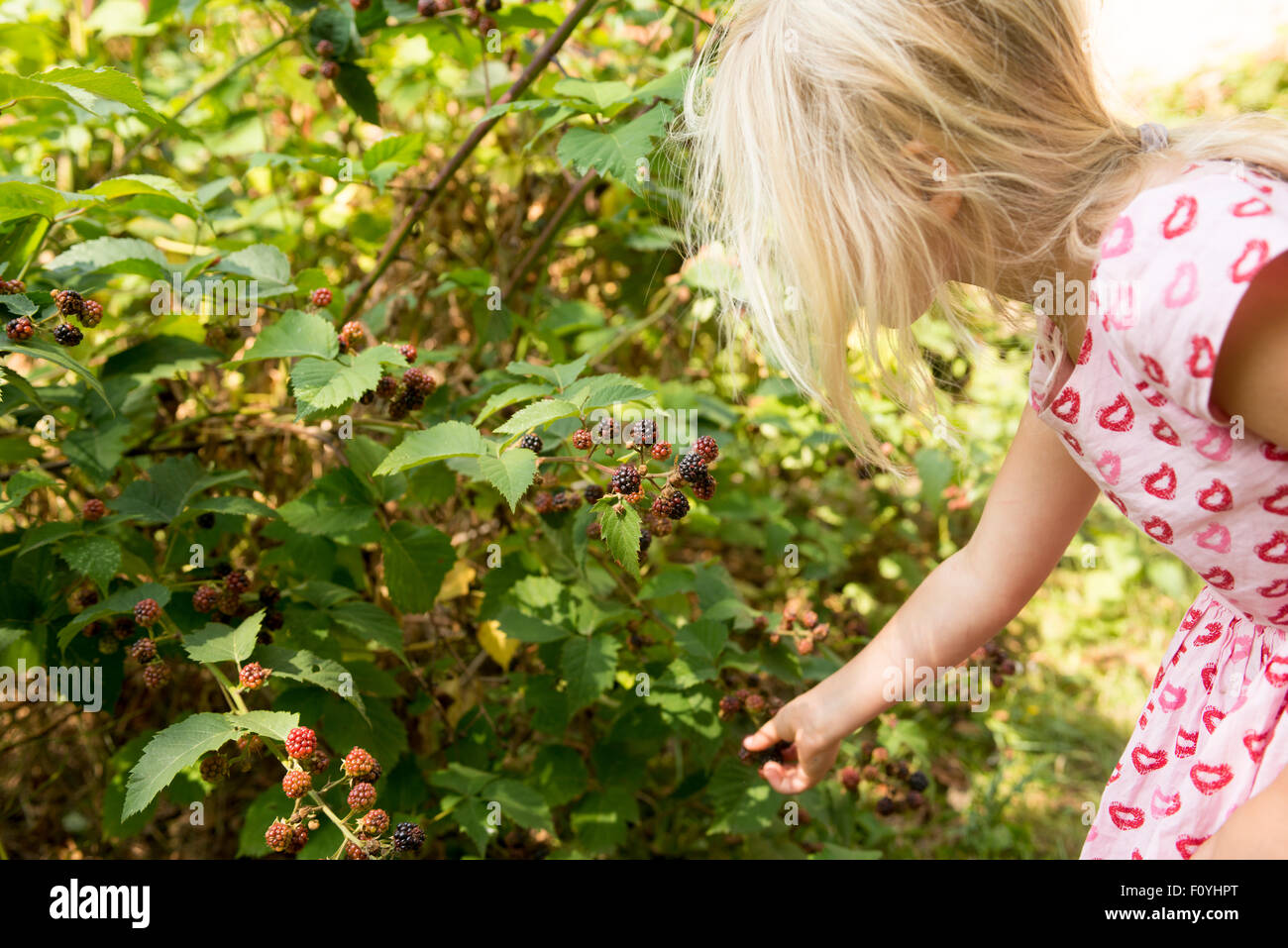 Portrait of child blond smiling girl picking and eating blackberries ...
