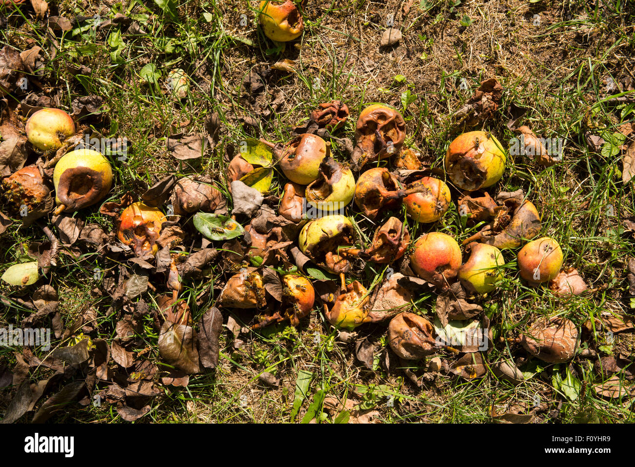 Insects fallen apples hi-res stock photography and images - Alamy