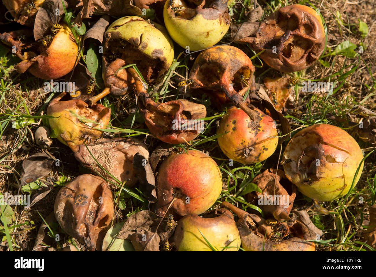 Decayed fruits hi-res stock photography and images - Alamy