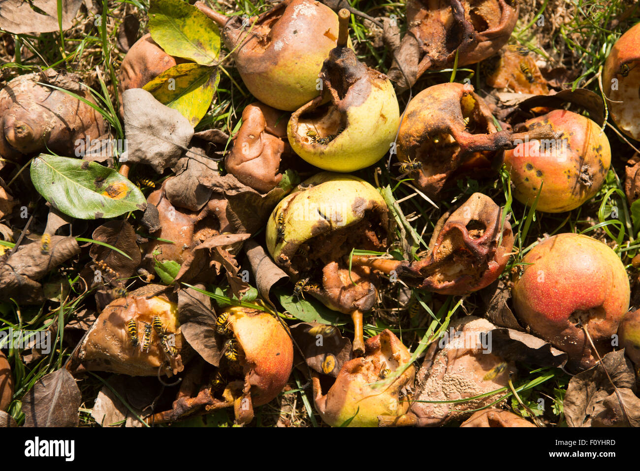 Insects fallen apples hi-res stock photography and images - Alamy