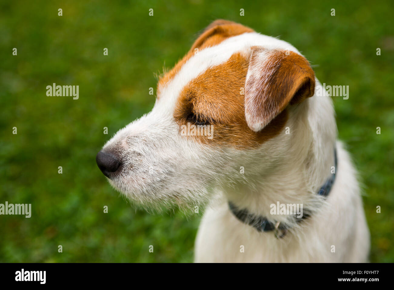 Jack Parson Russell Terrier puppy dog pet, tan rough coated, outdoors ...